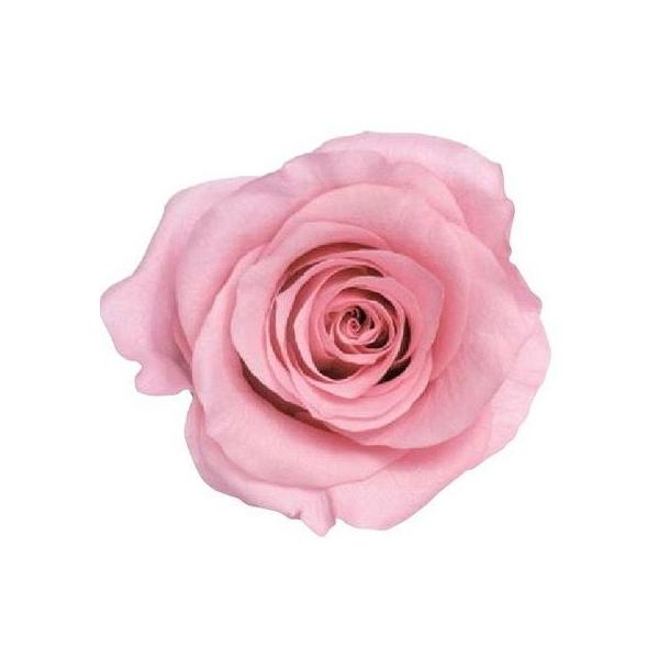 ローズ・かのん・Ｍ クリスタルピンク 05202-111【プリザーブドフラワー・プリザーブド　花材】9輪入り花径4-4.5cm花丈3.5-4cm＊自然の生花や植物を原料としています。サイズ、色、形などは同一ではありません＊表示について《検索...