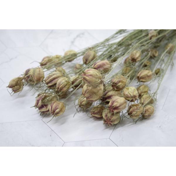 フーセンポピー ＮＧ（Ｎ） 10060-020【ドライフラワー　花材】１束 （約25-30ｇ）約35-50cm防虫加工＊季節により長さが異なる為、一束のグラム数がかわします。実のボリュームは同じです。＊自然の生花や植物を原料としています。サ...