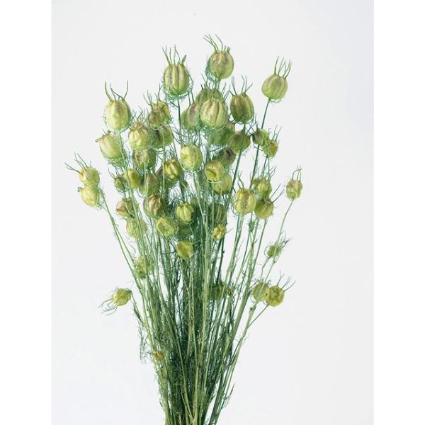 フーセンポピー フレッシュグリーン 10060-731【ドライフラワー　花材】１束 （約25-30ｇ）約35-50cm防虫加工＊季節により長さが異なる為、一束のグラム数がかわします。実のボリュームは同じです。＊自然の生花や植物を原料としてい...