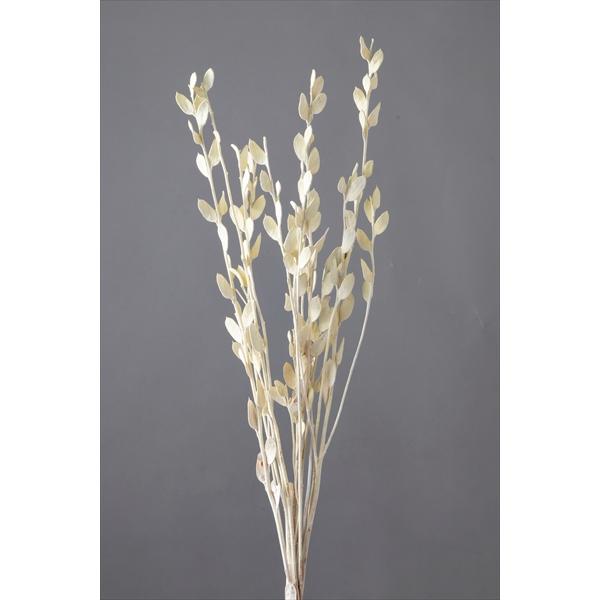 フィビキア オフホワイト 10160-0121束　約38g約40-55cmＬ＊自然の生花や植物を原料としています。サイズ、色、形などは同一ではありません。＊表示について《検索ワード》プリザーブドフラワー　ドライフラワー　花材　資材　大地農園...