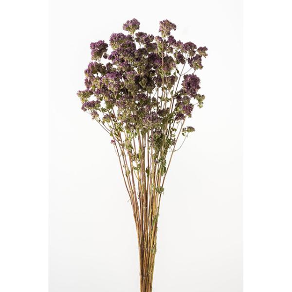 オレガノ Ｎ 10250-0001束（50-55ｇ）約50-55ｃｍＬ商品特性上、花・葉・実が落ちたり割れがあります。＊自然の生花や植物を原料としています。サイズ、色、形などは同一ではありません。＊表示について《検索ワード》プリザーブドフラ...