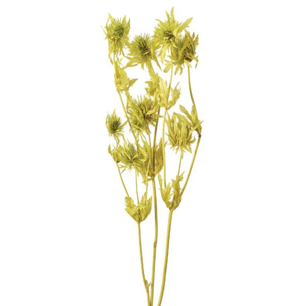 エリンジューム【プリザーブドフラワー・プリザーブド　花材】約45-50ｃｍ　1束（約2本）＊自然の生花や植物を原料としています。＊表示について《検索ワード》プリザーブドフラワー　ドライフラワー　花材　資材　大地農園かざい　卸　問屋　ハーバリ...