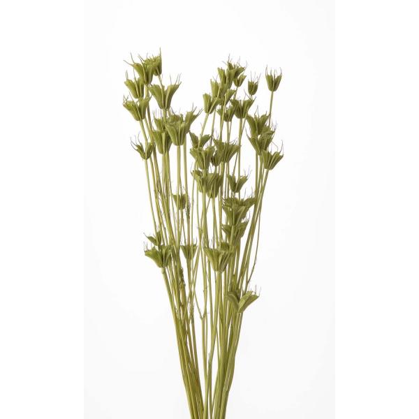 ニゲラオリエンタリス スプリンググリーン 10380-781１束約30g約52cm防虫加工＊自然の生花や植物を原料としています。サイズ、色、形などは同一ではありません。＊表示について《検索ワード》プリザーブドフラワー　ドライフラワー　花材　...