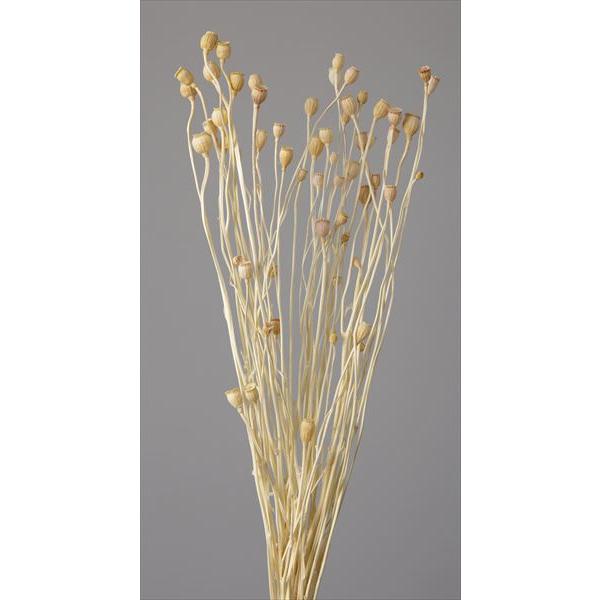 シャーリーポピー オフホワイト 10600-011【ドライフラワー　花材】１束約30g約45-50cmL＊自然の生花や植物を原料としています。サイズ、色、形などは同一ではありません。＊表示について《検索ワード》プリザーブドフラワー　ドライフ...