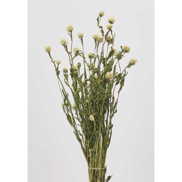セントレア【ドライフラワー　花材】1束（45ｇ）約40cmL＊自然の生花や植物を原料としています。サイズ、色、形などは同一ではありません。＊表示について《検索ワード》プリザーブドフラワー　ドライフラワー　花材　資材　大地農園かざい　卸　問屋...