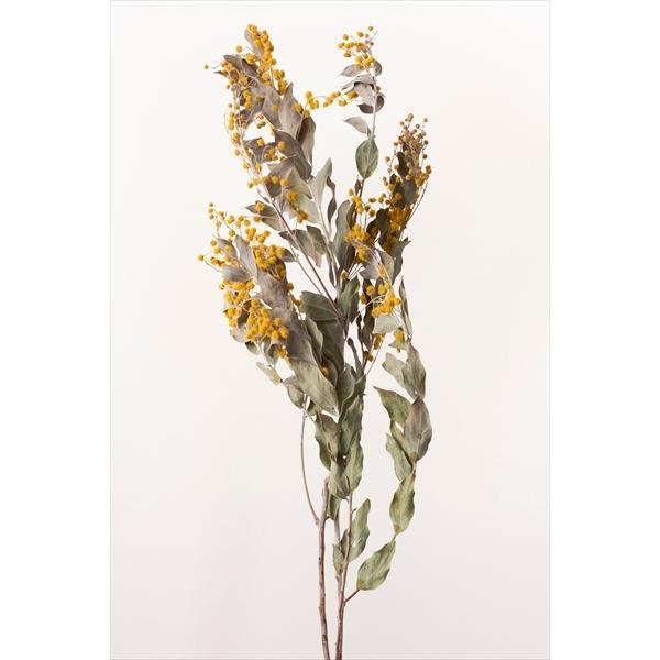 ミモザ・デニスボーデン Ｎ 10920-000【ドライフラワー　花材】１束 約40-60cm商品特性上、花・葉落ち・割れがございます。＊生花や植物を原料としています。サイズ、色、形などは同一ではありません。＊表示について《検索ワード》プリザ...