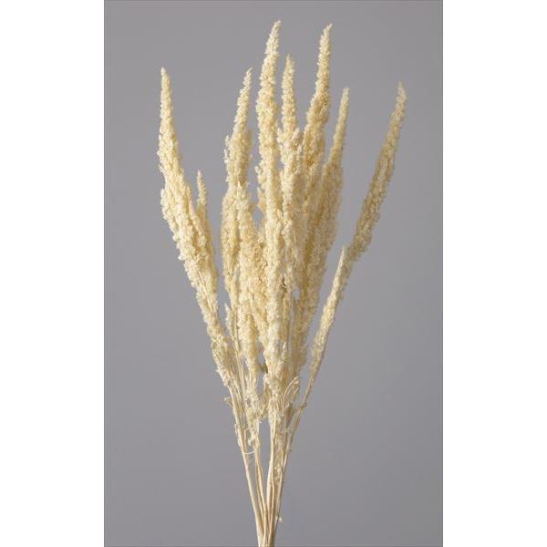 アマランサス オフホワイト 13500-011【ドライフラワー　花材】1束（約25ｇ）約55ｃｍL＊自然の生花や植物を原料としています。サイズ、色、形などは同一ではありません。＊表示について《検索ワード》プリザーブドフラワー　ドライフラワー...