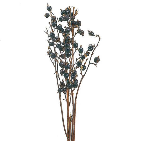 ブラックベリー Ｎ 22060-0001束（約5本）約40-60ｃｍＬ商品特性上、葉の表面に色ムラが出る場合があります。＊自然の生花や植物を原料としています。サイズ、色、形などは同一ではありません。＊表示について《検索ワード》プリザーブドフ...