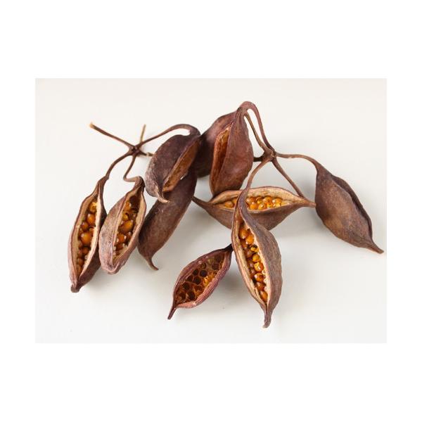 ブラキキトン1袋（約60ｇ・約10個）約4.5-8ｃｍ＊自然の生花や植物を原料としています。サイズ、色、形などは同一ではありません。＊表示について《検索ワード》プリザーブドフラワー　ドライフラワー　花材　資材　大地農園かざい　卸　問屋　ハー...