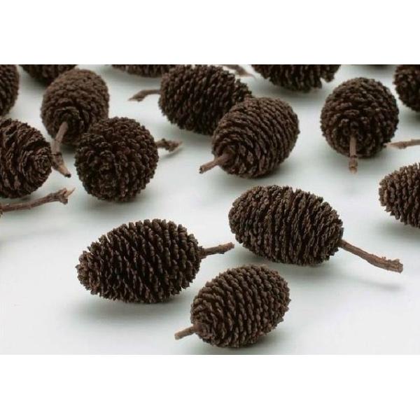 ヤシャブシ Ｎ 24150-0002-2.5ｃｍ　約２０個＊自然の生花や植物を原料としています。＊表示について《検索ワード》プリザーブドフラワー　ドライフラワー　花材　資材　大地農園かざい　卸　問屋　ハーバリウム　フラワーアレンジアロマワッ...