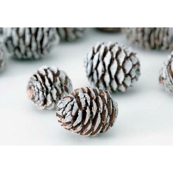 ムイリーコーン スノー 24170-9822.5-3ｃｍ　約100ｇ　約16個＊自然の生花や植物を原料としています。＊表示について《検索ワード》プリザーブドフラワー　ドライフラワー　花材　資材　大地農園かざい　卸　問屋　ハーバリウム　フラワ...