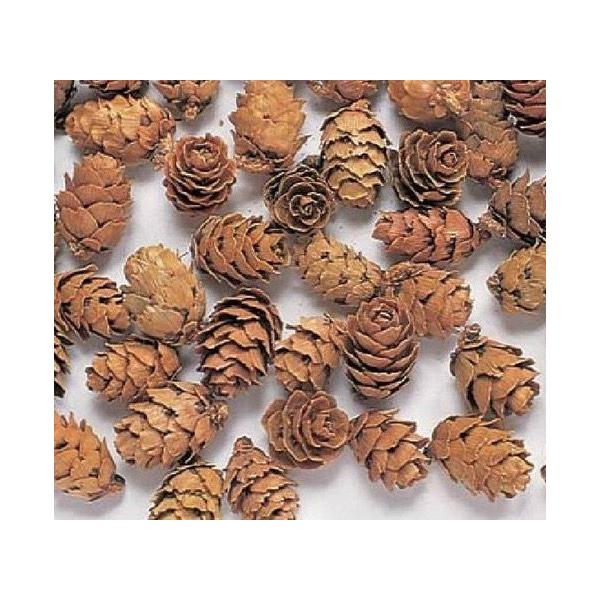 タマラックコーン Ｎ 24720-000約1ｃｍ　約30ｇ　約130-160個＊自然の生花や植物を原料としています。＊表示について《検索ワード》プリザーブドフラワー　ドライフラワー　花材　資材　大地農園かざい　卸　問屋　ハーバリウム　フラワ...