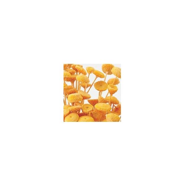 ボタンフラワー ゴールデンイエロー 30160-520１束約22g　約50~60本約30cmL/花サイズ0.5~1.5ｃｍ＊自然の生花や植物を原料としています。サイズ、色、形などは同一ではありません。＊表示について《検索ワード》プリザーブド...