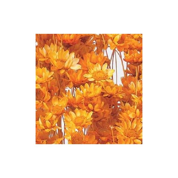スターフラワー・ブロッサム オレンジ 30191-351１束約18g・約300本約30Lcm　花径約1-1.5cm防虫加工【重要・商品特性】茎部分が黒っぽい物や綿のようなものが付着している場合がございます。カビ等ではなく商品特性ですのでご理...