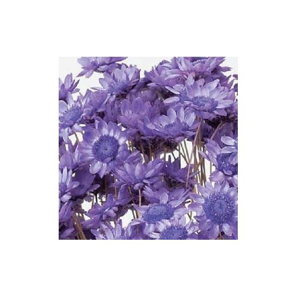 スターフラワー・ブロッサム ライトパープル 30191-411１束約18g・約300本約30Lcm　花径約1-1.5cm防虫加工【重要・商品特性】茎部分が黒っぽい物や綿のようなものが付着している場合がございます。カビ等ではなく商品特性ですの...