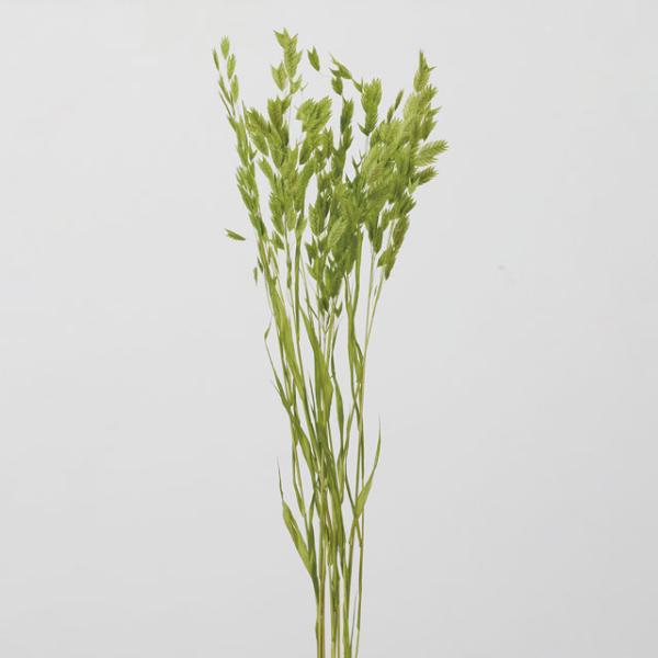 ワイルドオーツ　大地農園【プリザーブドフラワー・プリザーブド　花材】１束　約10本約70cm防虫加工＊自然の生花や植物を原料としています。サイズ、色、形などは同一ではありません。＊表示について《検索ワード》プリザーブドフラワー　ドライフラワ...