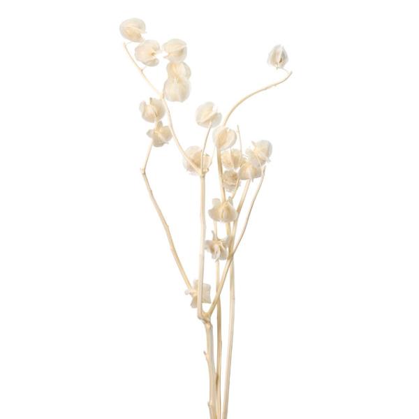 ホオズキ１束 （実　約15個）約60cmL＊自然の生花や植物を原料としています。サイズ、色、形などは同一ではありません。＊表示について《検索ワード》プリザーブドフラワー　ドライフラワー　花材　資材　大地農園かざい　卸　問屋　ハーバリウム　フ...