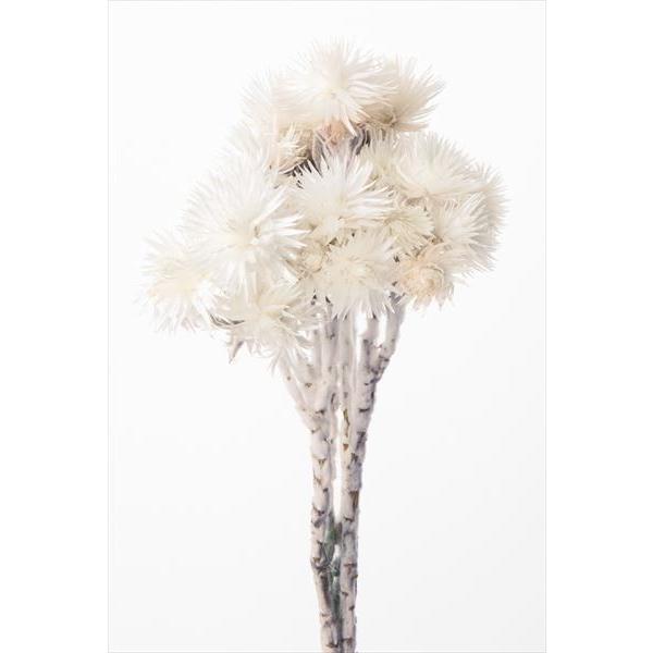 シルバーデージー 白（Ｎ） 32000-011１束（約25ｇ）約30cm花径約3.5~5ｃｍ【重要・商品特性】商品の特性上、花びらの折れ、ヨレ、焼け、縮れ、黄ばみ、画像とお花の開き具合が異なる場合がございますが全て商品特性の為良品と判断させ...