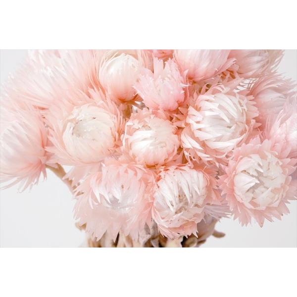 シルバーデージー ツートンピンク 32000-110１束（約25ｇ）約30cm花径約3.5~5ｃｍ【重要・商品特性】商品の特性上、花びらの折れ、ヨレ、焼け、縮れ、黄ばみ、画像とお花の開き具合が異なる場合がございますが全て商品特性の為良品と判...