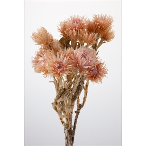 シルバーデージー ピンクモーブ 32000-192１束（約25ｇ）約30cm花径約3.5~5ｃｍ【重要・商品特性】商品の特性上、花びらの折れ、ヨレ、焼け、縮れ、黄ばみ、画像とお花の開き具合が異なる場合がございますが全て商品特性の為良品と判断...