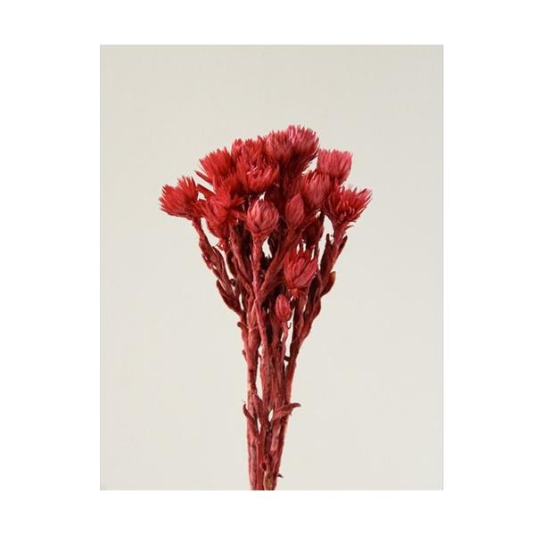 シルバーデージー レッド 32000-300１束（約25ｇ）約30cm花径約3.5~5ｃｍ【重要・商品特性】商品の特性上、花びらの折れ、ヨレ、焼け、縮れ、黄ばみ、画像とお花の開き具合が異なる場合がございますが全て商品特性の為良品と判断させて...