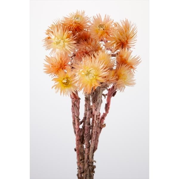 シルバーデージー イエローピンク 32000-512１束（約25ｇ）約30cm花径約3.5~5ｃｍ【重要・商品特性】商品の特性上、花びらの折れ、ヨレ、焼け、縮れ、黄ばみ、画像とお花の開き具合が異なる場合がございますが全て商品特性の為良品と判...