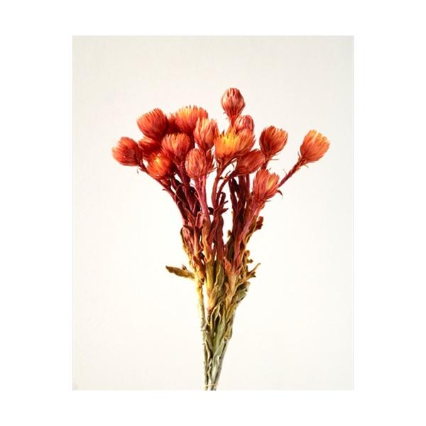 シルバーデージー イエローレッド 32000-535１束（約25ｇ）約30cm花径約3.5~5ｃｍ【重要・商品特性】商品の特性上、花びらの折れ、ヨレ、焼け、縮れ、黄ばみ、画像とお花の開き具合が異なる場合がございますが全て商品特性の為良品と判...