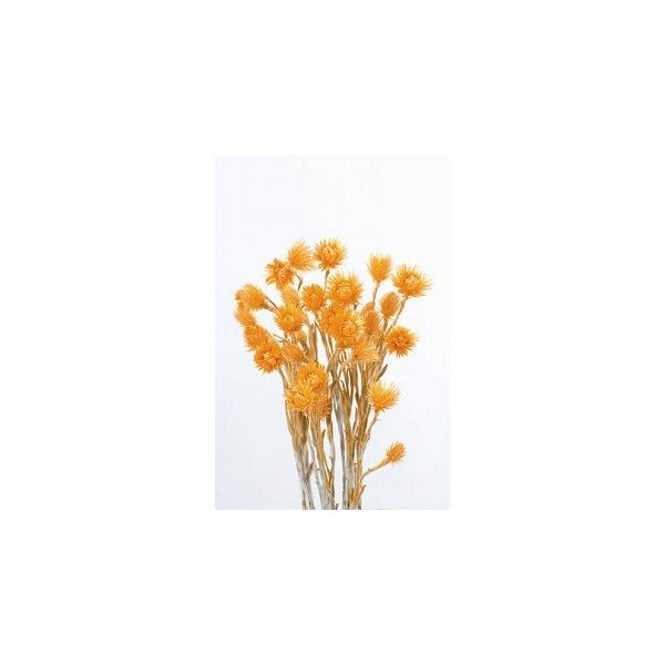 ミニシルバーデージー アプリコット 32001-390１束（約25ｇ）約30cm花径約3.5~4ｃｍ【重要・商品特性】商品の特性上、花びらの折れ、ヨレ、焼け、縮れ、黄ばみ、画像とお花の開き具合が異なる場合がございますが全て商品特性の為良品と...