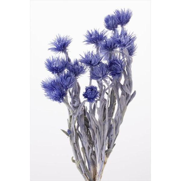 ミニシルバーデージー コバルトブルー 32001-680１束（約25ｇ）約30cm花径約3.5~4ｃｍ【重要・商品特性】商品の特性上、花びらの折れ、ヨレ、焼け、縮れ、黄ばみ、画像とお花の開き具合が異なる場合がございますが全て商品特性の為良品...