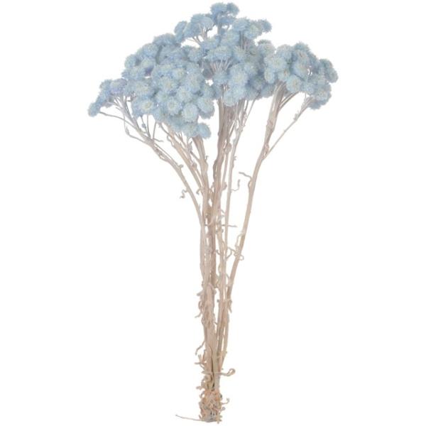 イモーテル ベビーブルー 32052-6211束（約18ｇ）約30-45ｃｍL＊自然の生花や植物を原料としています。サイズ、色、形などは同一ではありません＊表示について《検索ワード》プリザーブドフラワー　ドライフラワー　花材　資材　大地農園...