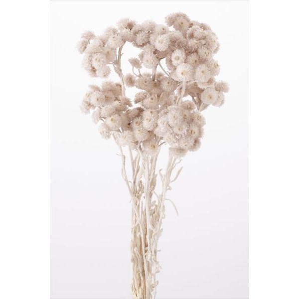 イモーテル パールグレー 32052-8711束（約18ｇ）約30-45ｃｍL＊自然の生花や植物を原料としています。サイズ、色、形などは同一ではありません＊表示について《検索ワード》プリザーブドフラワー　ドライフラワー　花材　資材　大地農園...