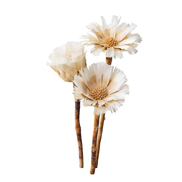 リペンス・ロゼッタ オフホワイト 40250-0111束（3本）　約20-35ｃｍL華の開き具合に個体差があります。＊自然の生花や植物を原料としています。＊表示について《検索ワード》プリザーブドフラワー　ドライフラワー　花材　資材　大地農園...