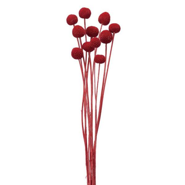 ビリーボタン 大地農園1束約10-15g約50ｃｍL商品特性上実が落ちたり割れがあります。＊自然の生花や植物を原料としています。サイズ、色、形などは同一ではありません。＊表示について《検索ワード》プリザーブドフラワー　ドライフラワー　花材　...