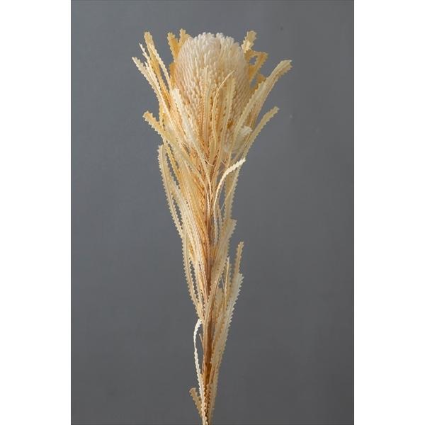 バンクシャ・フーケリアーナ オフホワイト 40380-0111束（1本）約30~45ｃｍL＊自然の生花や植物を原料としています。サイズ、色、形などは同一ではありません＊表示について【この商品はお取寄せになります。】と表示されている商品は、ご...