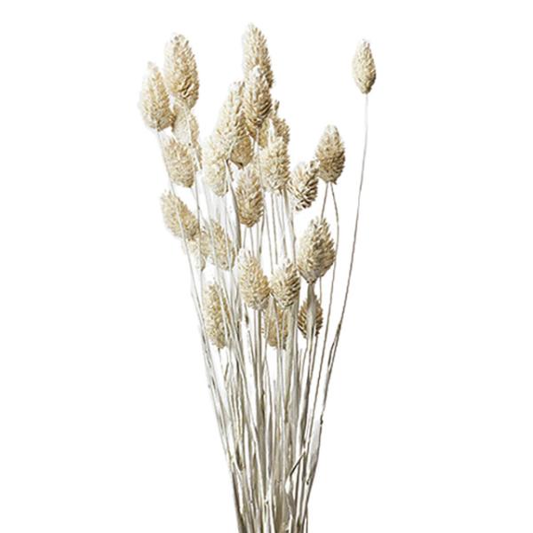 ポアプランツ マットホワイト 42020-012１束約40g約50cm＊自然の生花や植物を原料としています。サイズ、色、形などは同一ではありません。＊表示について《検索ワード》プリザーブドフラワー　ドライフラワー　花材　資材　大地農園かざい...