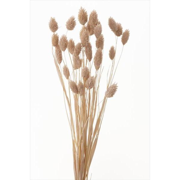 ポアプランツ ピンクベージュ 42020-081１束約15-19g約40-50cm防虫加工＊自然の生花や植物を原料としています。サイズ、色、形などは同一ではありません。＊表示について《検索ワード》プリザーブドフラワー　ドライフラワー　花材　...