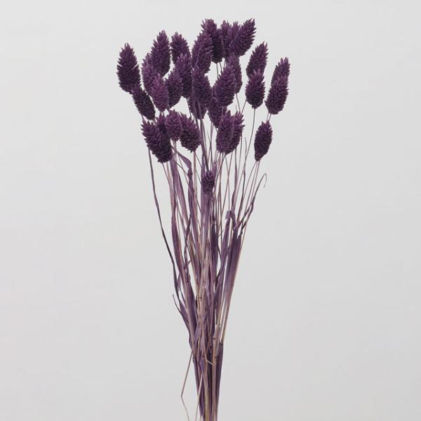 ポアプランツ 大地農園１束約15-19g約40-50cm防虫加工＊自然の生花や植物を原料としています。サイズ、色、形などは同一ではありません。＊表示について《検索ワード》プリザーブドフラワー　ドライフラワー　花材　資材　大地農園かざい　卸　...