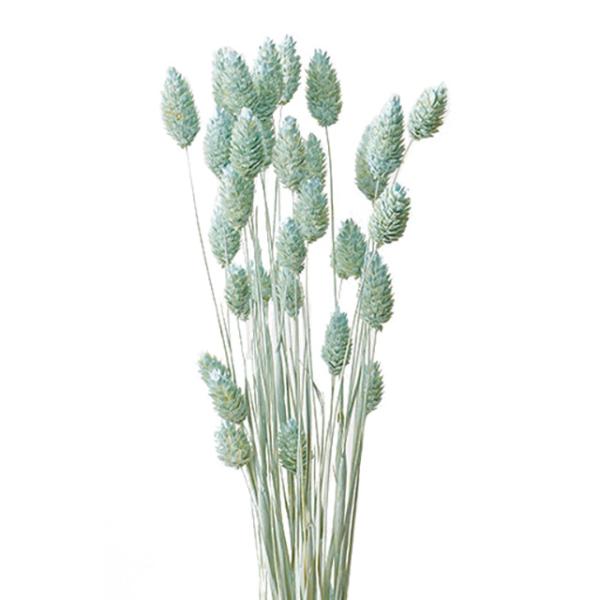 ポアプランツ マットブルー 42020-602１束約40g約50cm＊自然の生花や植物を原料としています。サイズ、色、形などは同一ではありません。＊表示について《検索ワード》プリザーブドフラワー　ドライフラワー　花材　資材　大地農園かざい　...