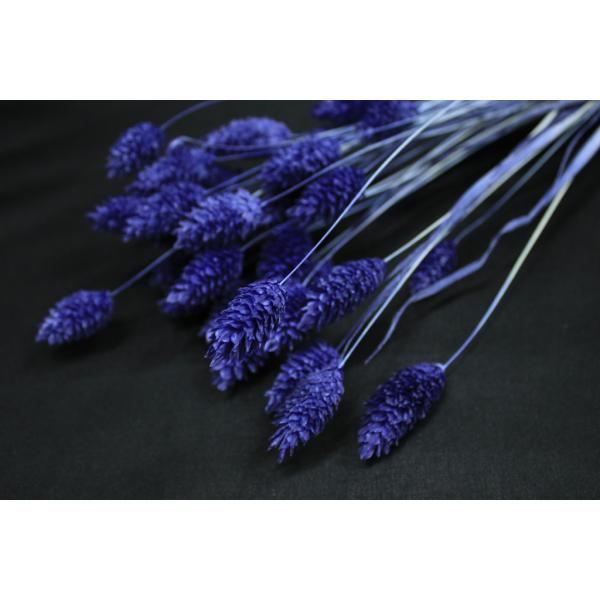 ポアプランツ ネイビー 42020-661１束約15-19g約40-50cm防虫加工＊自然の生花や植物を原料としています。サイズ、色、形などは同一ではありません。＊表示について《検索ワード》プリザーブドフラワー　ドライフラワー　花材　資材　...