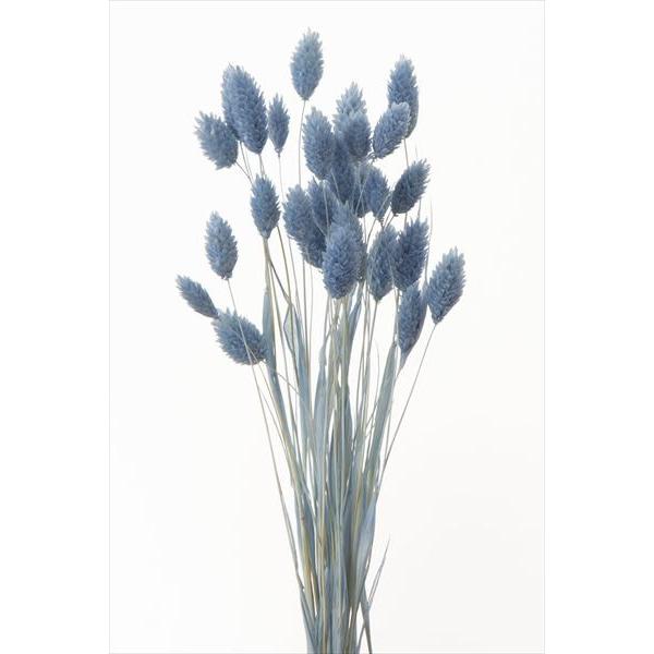 ポアプランツ ウォーターブルー 42020-691１束約15-19g約40-50cm防虫加工＊自然の生花や植物を原料としています。サイズ、色、形などは同一ではありません。＊表示について《検索ワード》プリザーブドフラワー　ドライフラワー　花材...