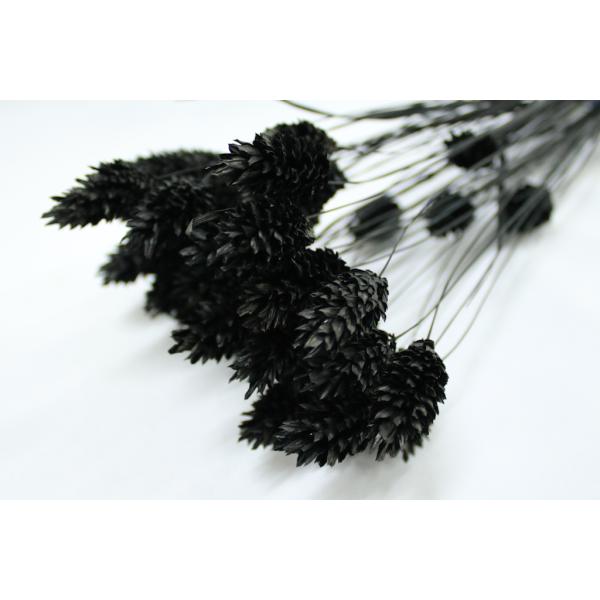 ポアプランツ 黒 42020-890１束約15-19g約40-50cm防虫加工＊自然の生花や植物を原料としています。サイズ、色、形などは同一ではありません。＊表示について《検索ワード》プリザーブドフラワー　ドライフラワー　花材　資材　大地農...