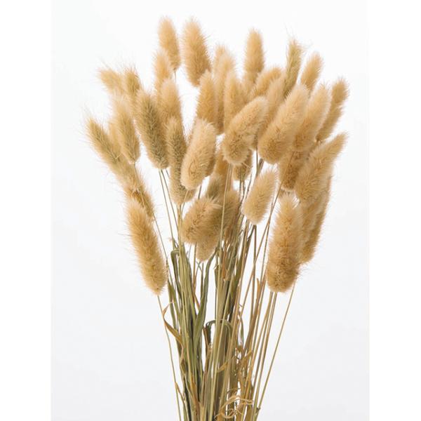 ラグラス ナチュラルベージュ 42050-030１束約20g約50cm＊自然の生花や植物を原料としています。サイズ、色、形などは同一ではありません。＊表示について《検索ワード》プリザーブドフラワー　ドライフラワー　花材　資材　大地農園かざい...