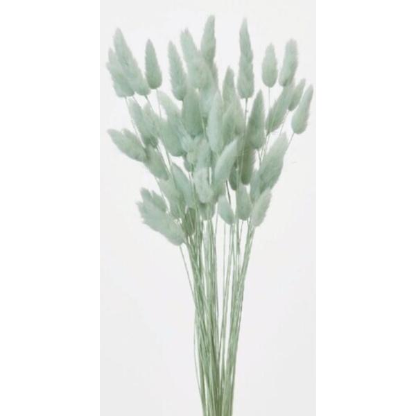 ラグラス【ドライフラワー　花材】１束約20g約50cm＊自然の生花や植物を原料としています。サイズ、色、形などは同一ではありません。＊表示について《検索ワード》プリザーブドフラワー　ドライフラワー　花材　資材　大地農園かざい　卸　問屋　ハー...