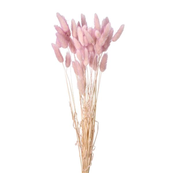 ラグラス・ツートン ピンクパープル 42055-142１束約15g約40-50cm防虫加工＊自然の生花や植物を原料としています。サイズ、色、形などは同一ではありません。＊表示について《検索ワード》プリザーブドフラワー　ドライフラワー　花材　...