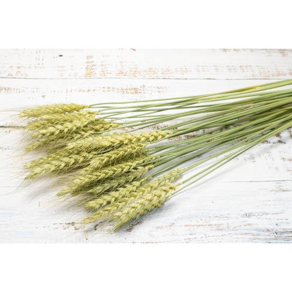 小麦【ドライフラワー　花材】約65-70ｃｍ　1束（約40本）＊自然の生花や植物を原料としています。＊表示について《検索ワード》プリザーブドフラワー　ドライフラワー　花材　資材　大地農園かざい　卸　問屋　ハーバリウム　フラワーアレンジアロマ...