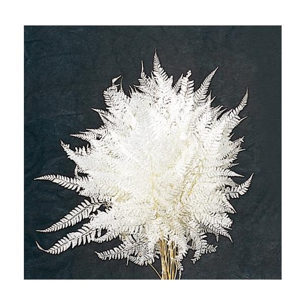 ヒメワラビ 白 50330-011【プリザーブドフラワー・プリザーブド　花材】１束 （10枚）約45-50cmL＊自然の生花や植物を原料としています。サイズ、色、形などは同一ではありません。＊表示について《検索ワード》プリザーブドフラワー　...
