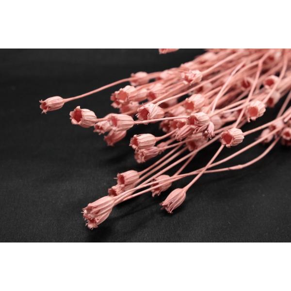 フローレンティナ クラウドピンク 50510-191１束（約30g）　約50cmL。サイズ、色、形などは同一＊表示について《検索ワード》プリザーブドフラワー　ドライフラワー　花材　資材　大地農園かざい　卸　問屋　ハーバリウム　フラワーアレン...