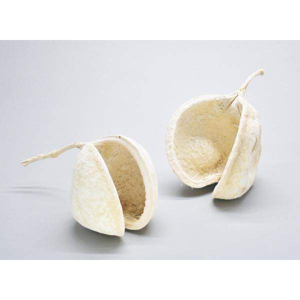 【ドライフラワー　花材　資材】 ブッタナッツ・サラシ・2個/袋　インド産＊品質のお知らせ　欠けているものが多く入荷しており選別しての出荷が困難です。大変申し訳ございませんが欠けたものも混入します。対応と致しましては10gの増量とさせて頂きま...