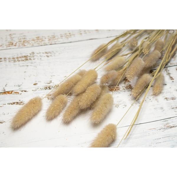 【ドライフラワー　花材　資材】 ラグラス・ナチュラル・約15g/束 H60cm 国産、オランダ産商品特性上花が落ちたり割れがあります。＊自然の生花や植物を原料としています。サイズ、色、形などは同一ではありません。＊表示について《検索ワード》...