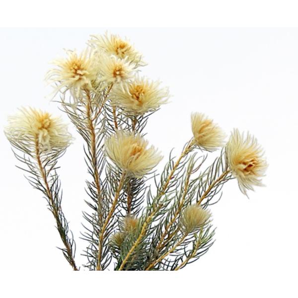 【ドライフラワー　花材　資材】 フィリカ・1-3本/束 H50cm 南アフリカ産商品特性上花が落ちたり割れがあります。＊自然の生花や植物を原料としています。サイズ、色、形などは同一ではありません。＊表示について《検索ワード》プリザーブドフラ...